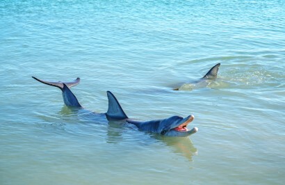 Perth and Monkey Mia Dolphin Tour | Australian Touring
