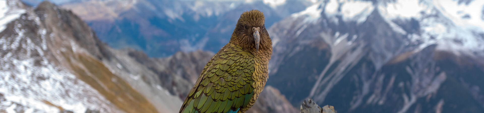 Ultimate Kiwi Explorer | Self Drive Tours