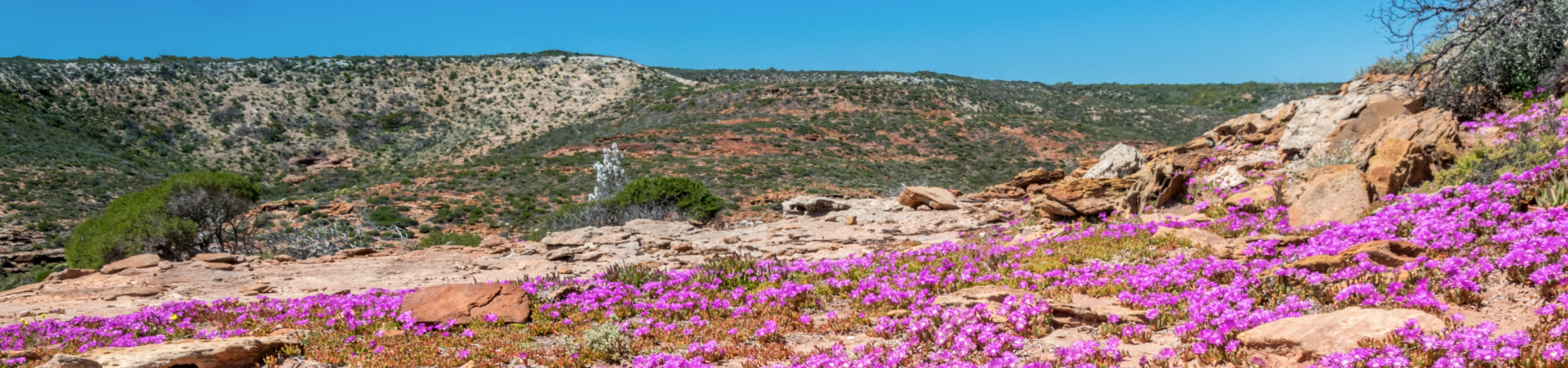 Wildflower Wanderer| AAT Kings Guided Holiday