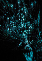 2 Day NZ Coach Tour | Waitomo Caves and Rotorua